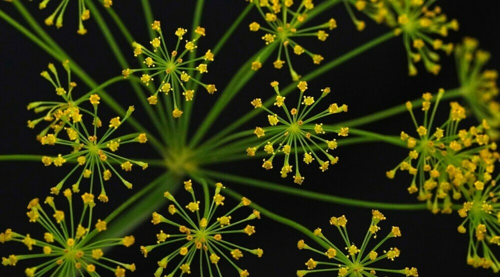 Herbs And Spices For Health And Longevity | The Wellness Channel